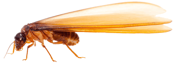 6 Prevention Tips on Termite Swarmers and Flying Termites